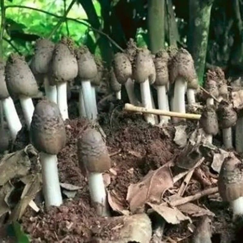 Cendawan morel hasil tinggi liar boleh ditanam di dalam dan di luar ...