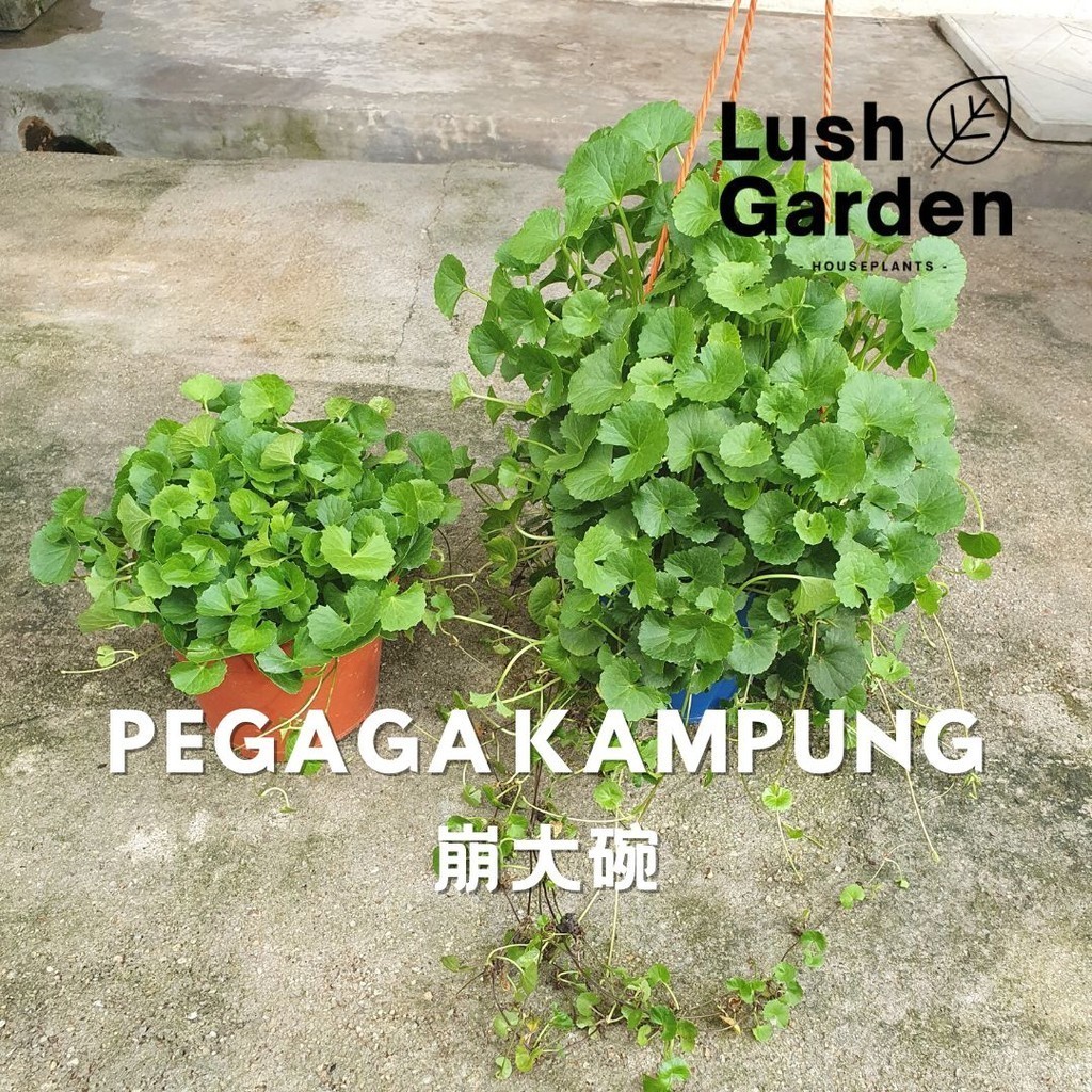 Pegaga Kampung / Pennywort 崩大碗 150mm Pot Herb Live Plant Ulam [Lush ...