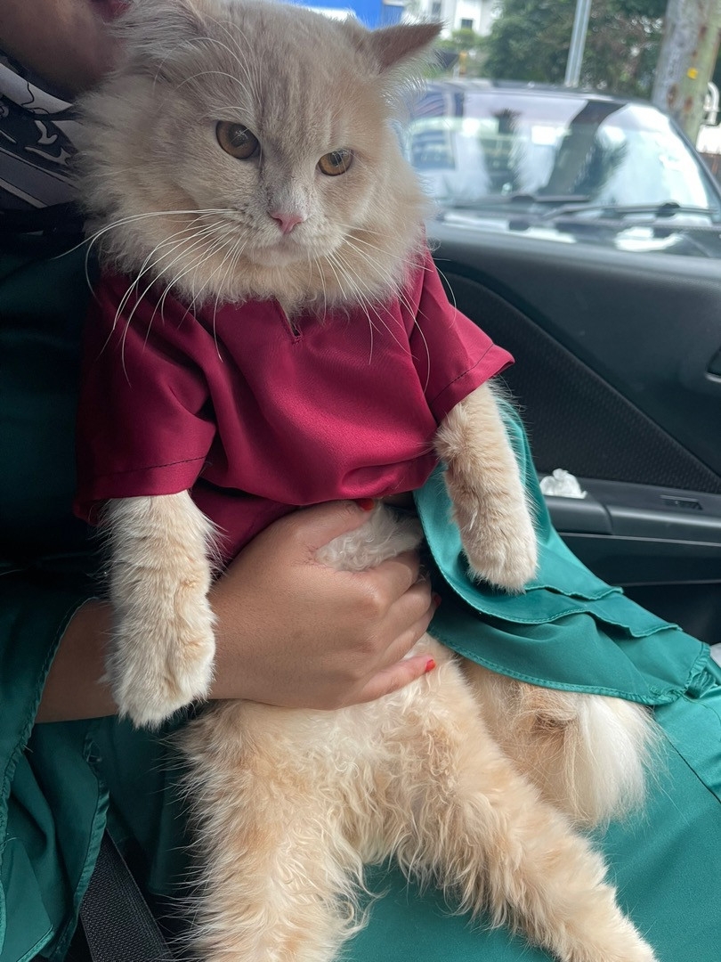 Raya clothes for male cats Baju Kurung Baju Raya Kucing Malay unisex ...