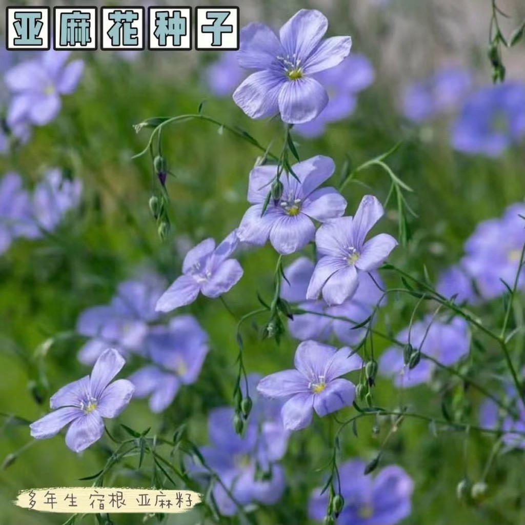 Biji rami biru tumbuhan pasu dalaman dan luaran mudah ditanam dan hidup ...