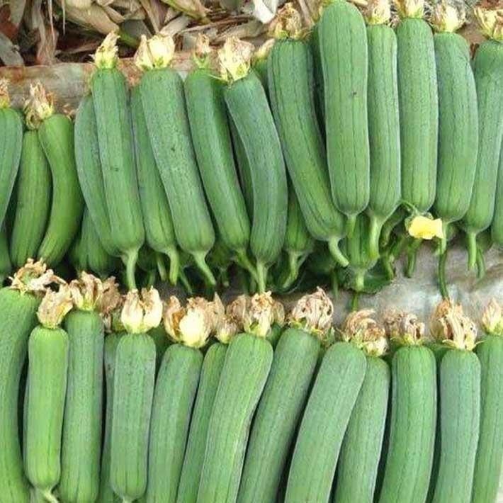 Benih tembikai awal matang, biji luffa wangi empat musim, balkoni ... Benih tembikai awal matang, biji luffa wangi empat musim, balkoni ...