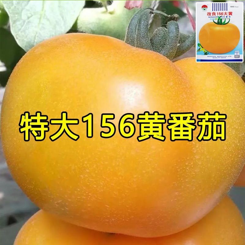 Biji tomato besar kuning, biji kesemak rhubarb, tomato varieti lama ...