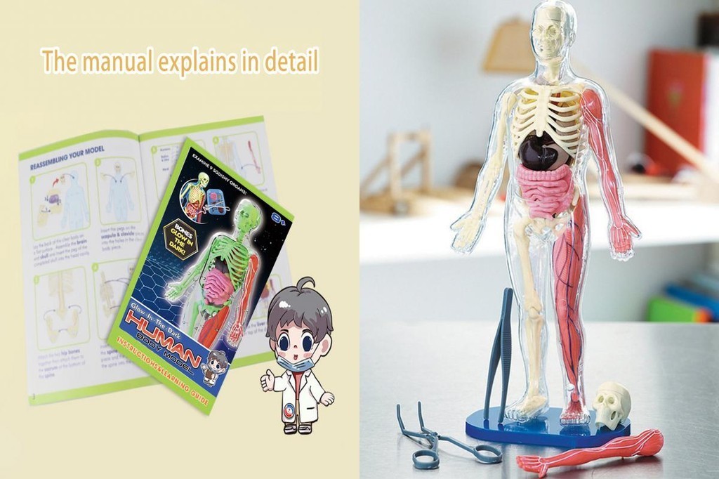 ivodiank Realistic Anatomy Model Educational Anatomy Model Glow-in-the ...