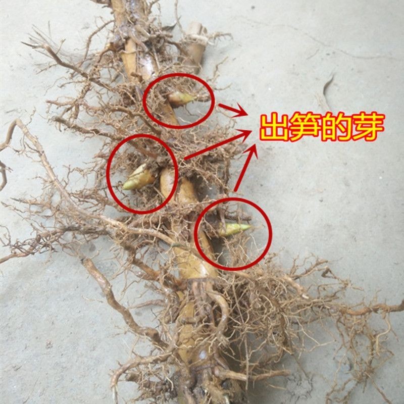 Anak pokok buluh besar, rebung boleh dimakan, anak pokok buluh, anak ...