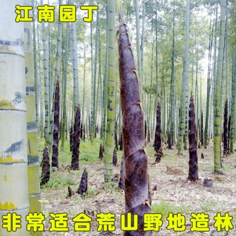 Anak pokok buluh nan besar, rebung boleh dimakan, anak pokok buluh ... Anak pokok buluh nan besar, rebung boleh dimakan, anak pokok buluh ...