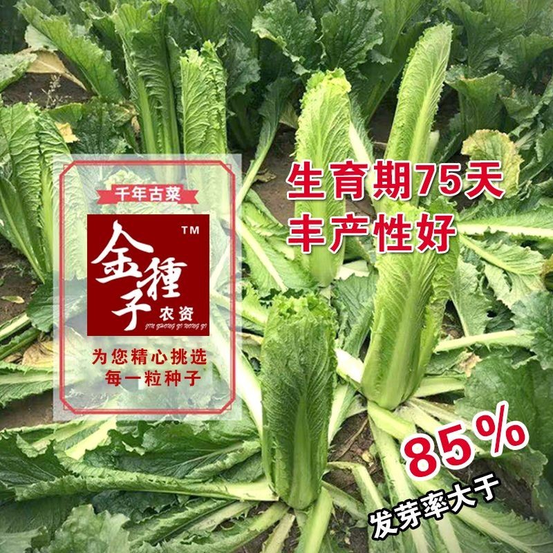 Biji sayuran Taiyuan Erqing kubis Cina, kubis Cina, kubis tinggi, kubis ...