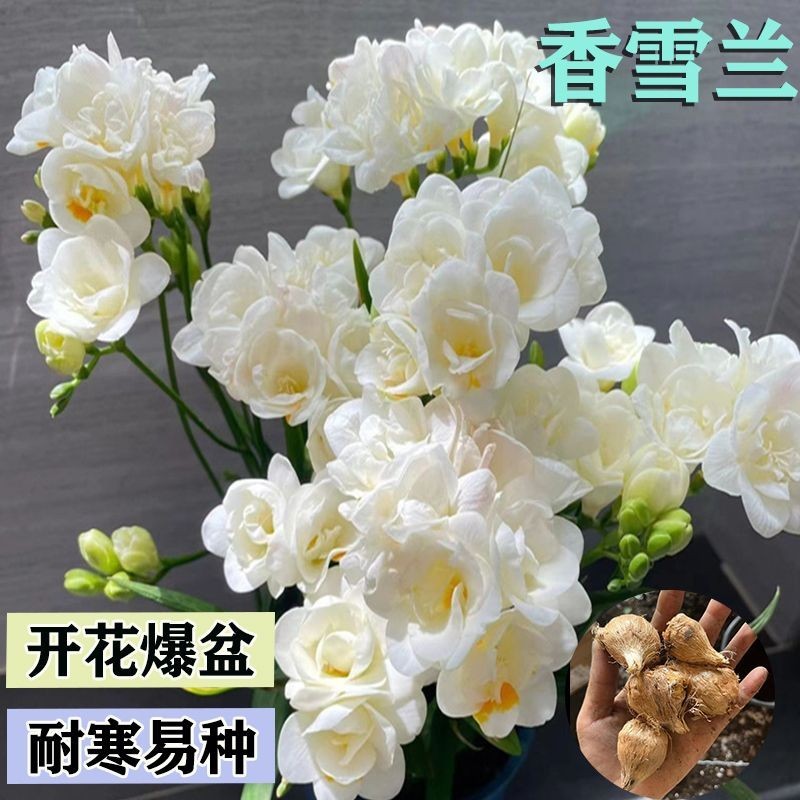 Mentol alyssum wangi yang diimport dengan bunga dua kali ganda ...