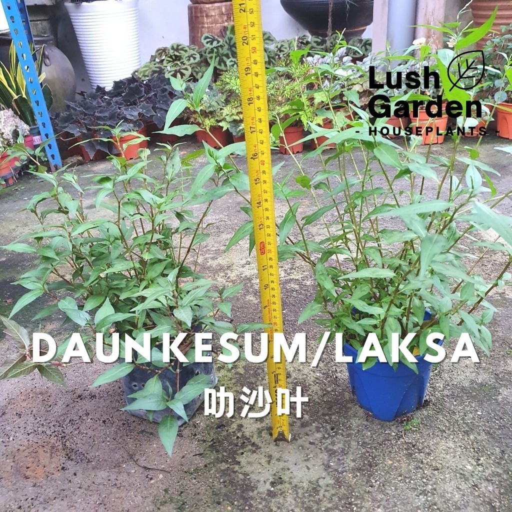Daun Kesum / Daun Laksa / Vietnamese Coriander 叻沙叶 150mm Pot / Polybag ...