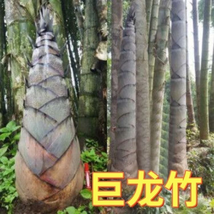 Anak pokok buluh naga besar, anak pokok buluh Nan, anak pokok rebung ... Anak pokok buluh naga besar, anak pokok buluh Nan, anak pokok rebung ...