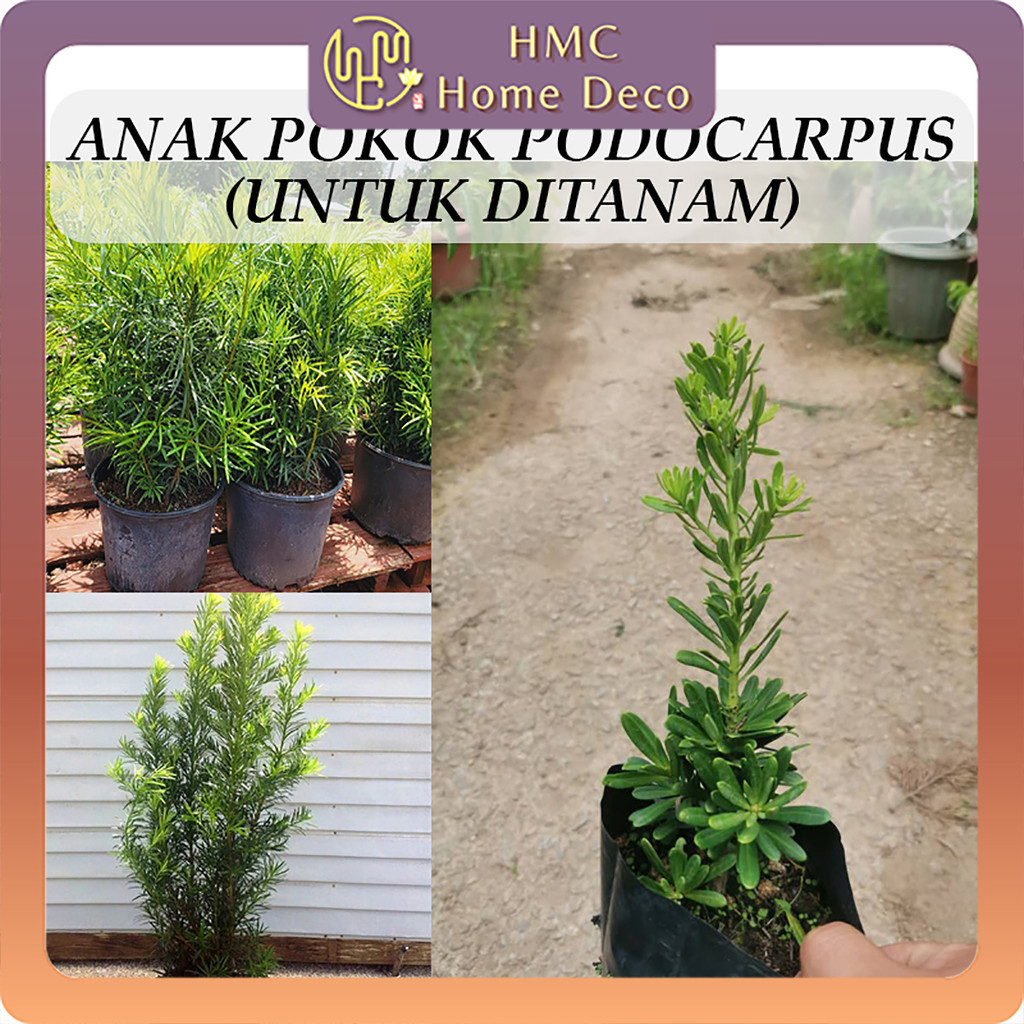 Anak Pokok Podocarpus Untuk Ditanam Pokok Hidup Real Live Plant ...
