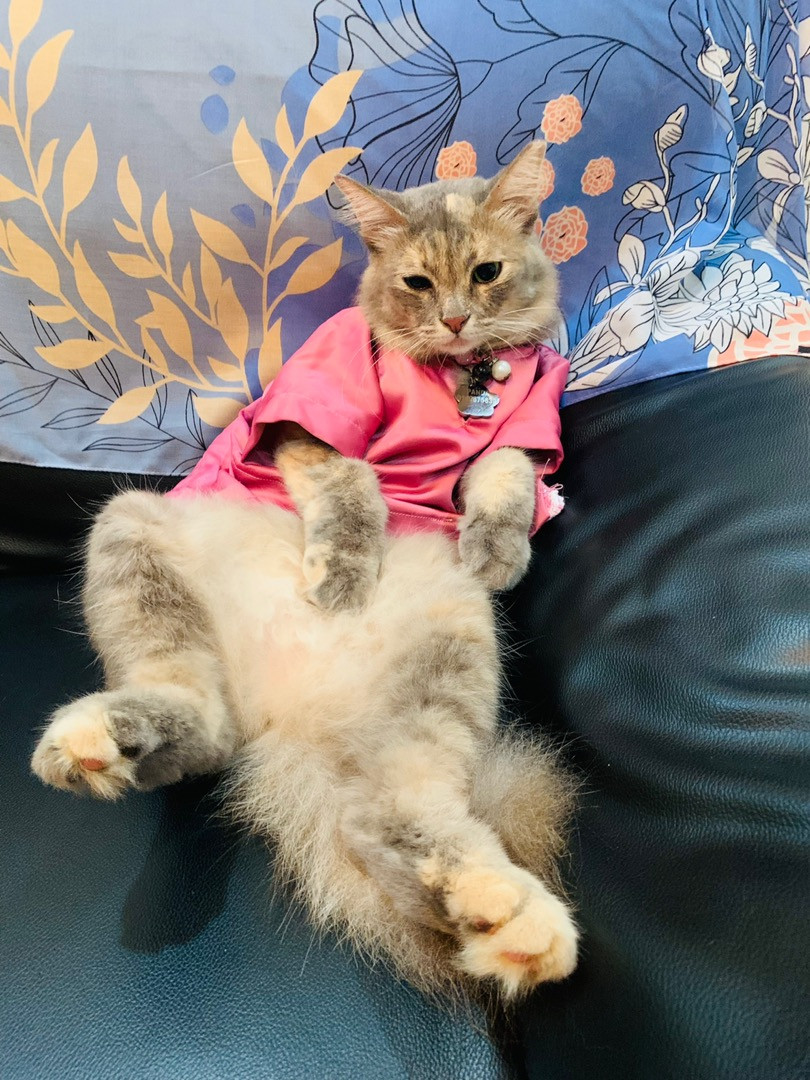 Raya clothes for male cats Baju Kurung Baju Raya Kucing Malay unisex ...