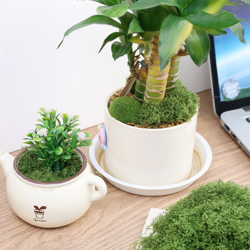[ Featured ] Bionic Green Moss - Realistic Lichen Grass - Artificial ...