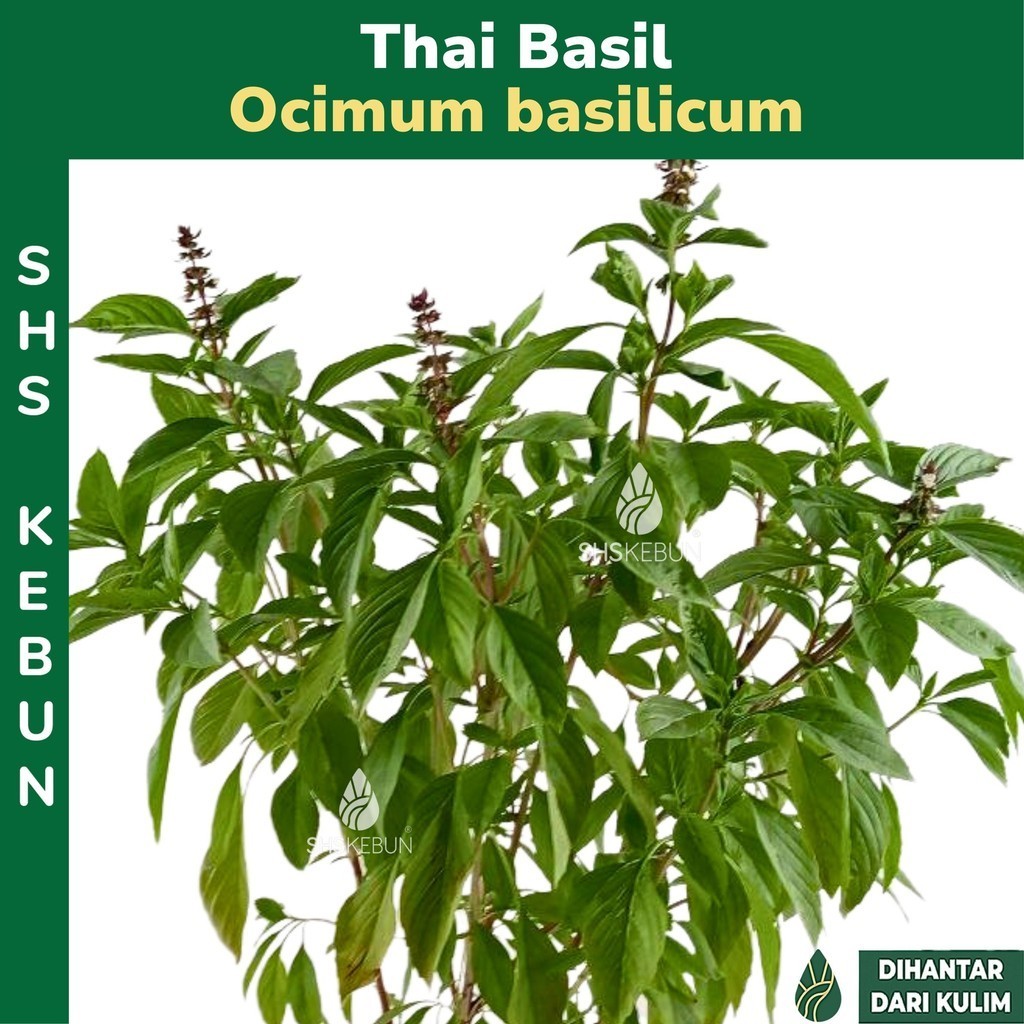 Pokok Selasih Thai Kemangi Thai Basil Herbs Pokok Outdoor Live Plant ...