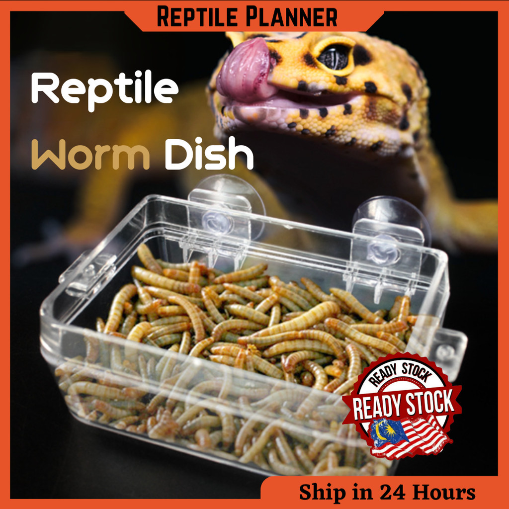 Reptile Worm Dish Feeder Feeding Food Water Bowl Plate Anti-escape ...