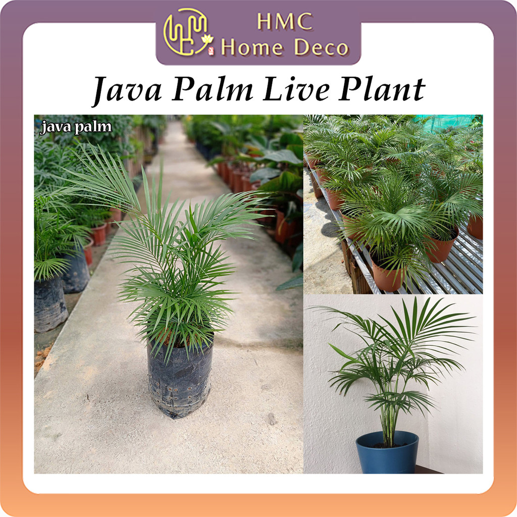HMC REAL LIVE PLANT JAVA PALM WITH POLYBAG GARDENING INDOOR PLANT POKOK ...