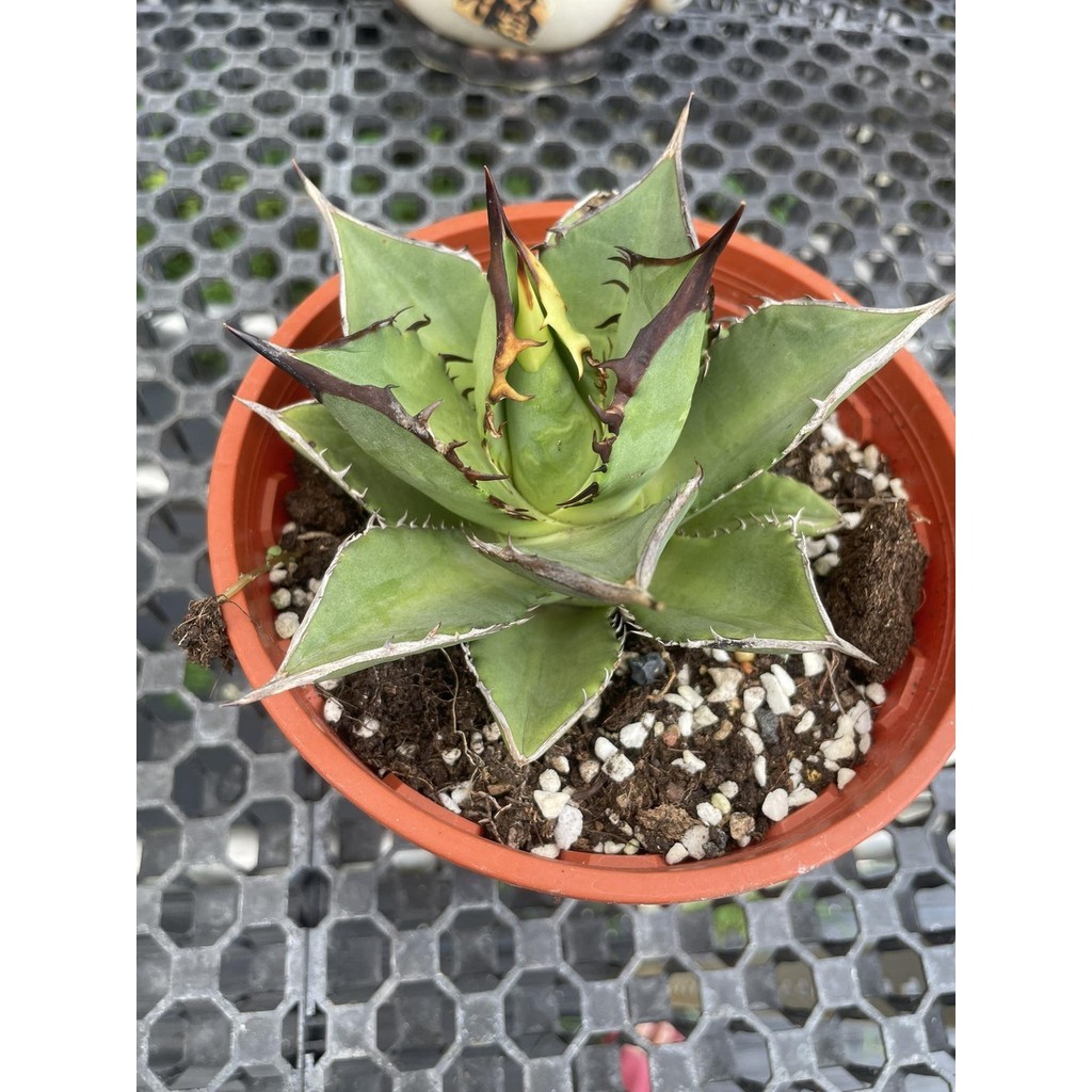 Agave Titanota Tower Of Bable 小岛白刺 龙舌兰 succulent | Shopee Malaysia