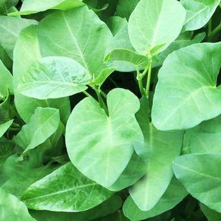 Benih bayam air berdaun besar, anak pokok, anak benih sayur empat musim ...