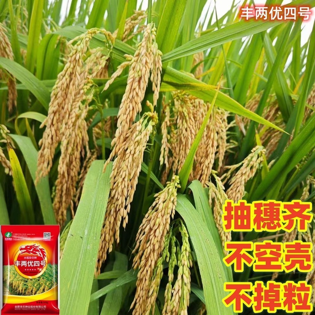 Benih padi hibrid asli dan asli hasil tinggi, biji padi panjang ...