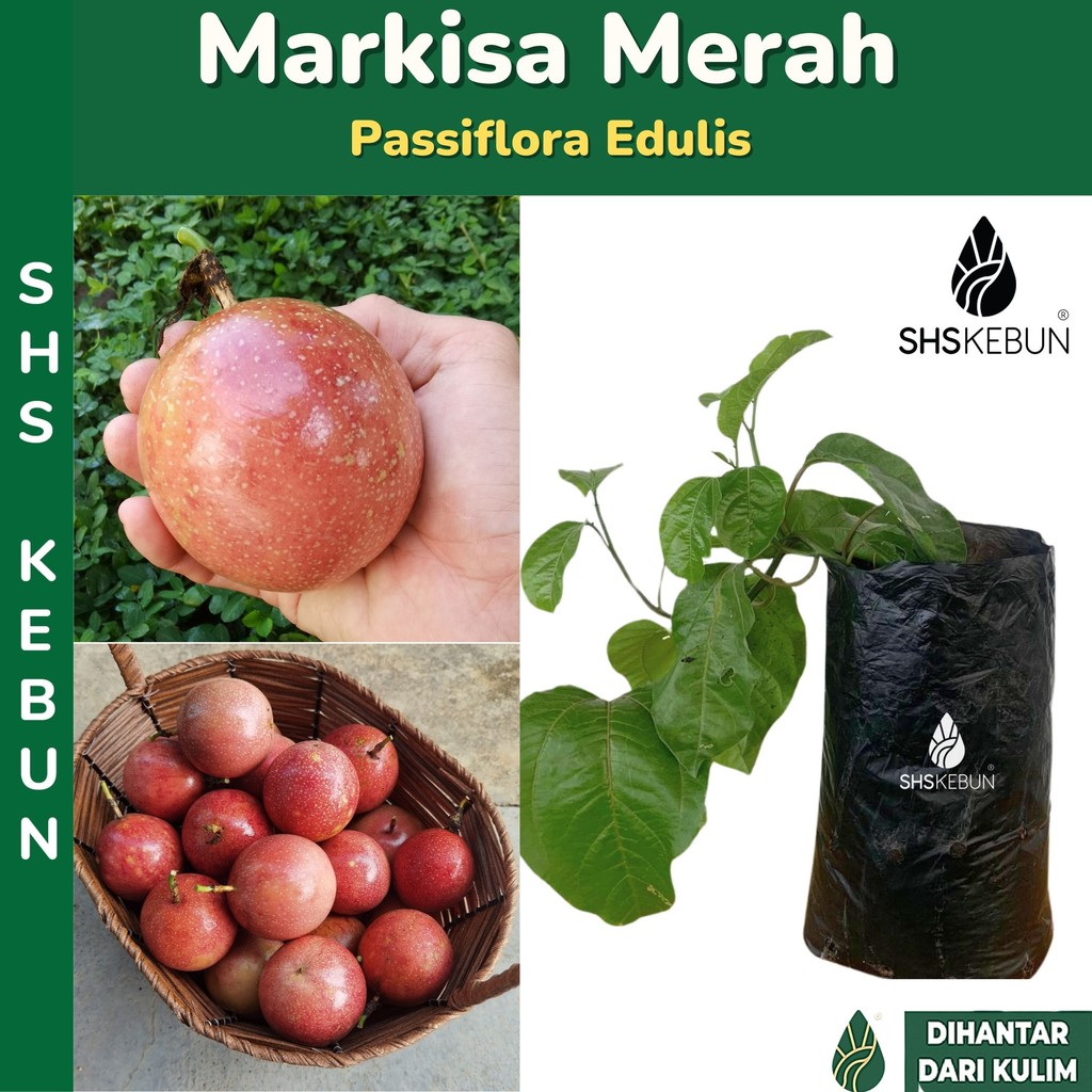 Anak Pokok Passion Fruit Plant Pokok Markisa Merah Pokok Buah Buahan ...