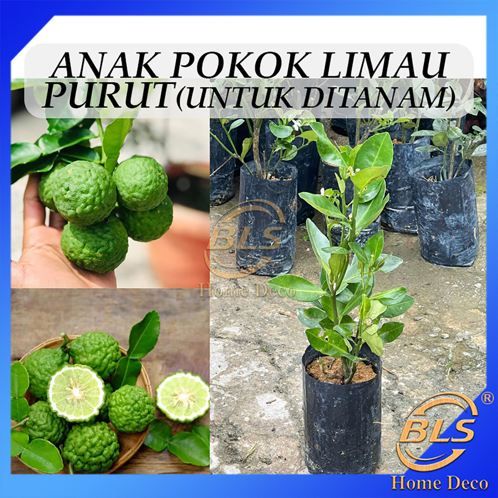Anak Pokok Limau Purut Untuk Ditanam Pokok Hidup Real Live Plant Kaffir ...