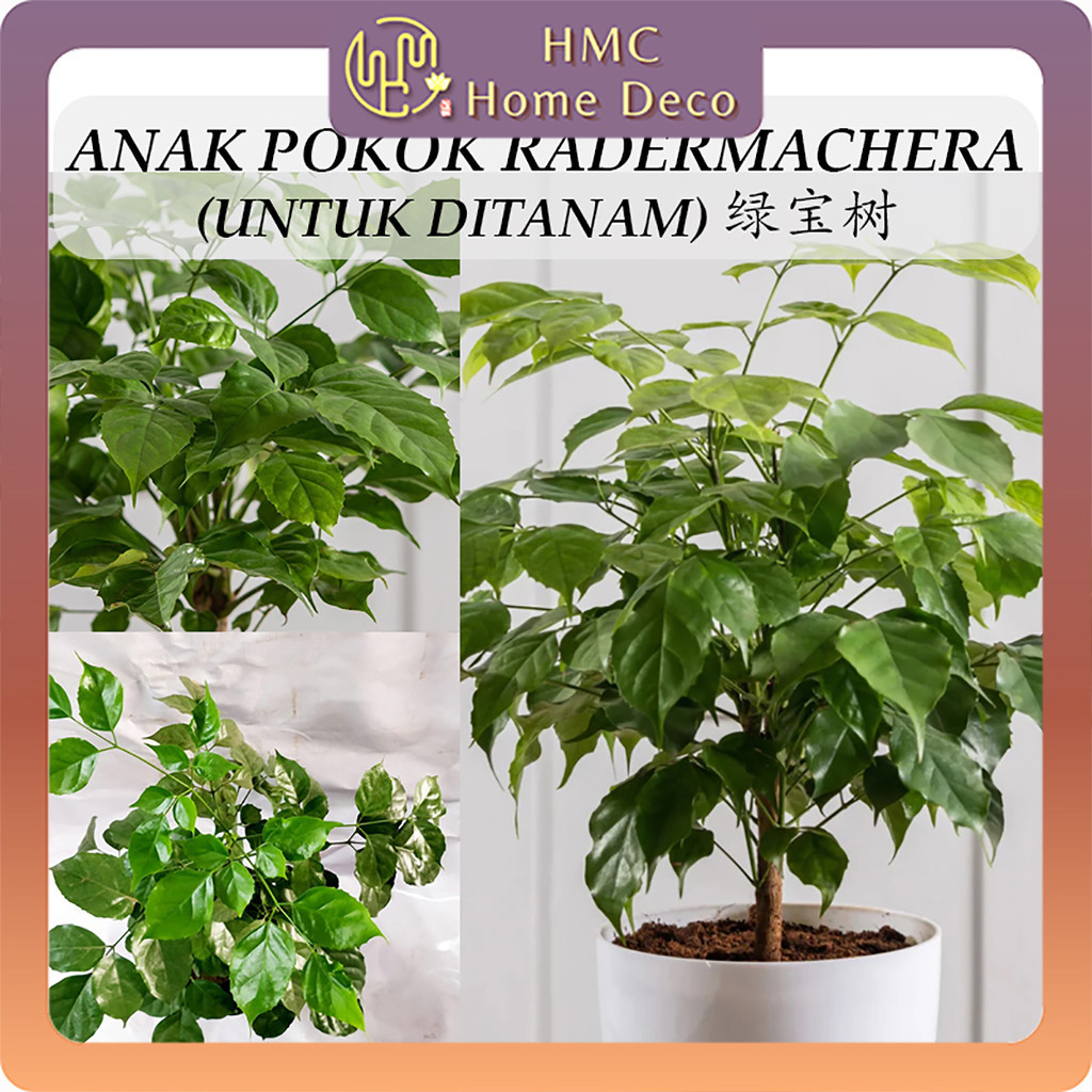Anak Pokok Radermachera Untuk Ditanam Pokok Hidup Real Live Plant ...