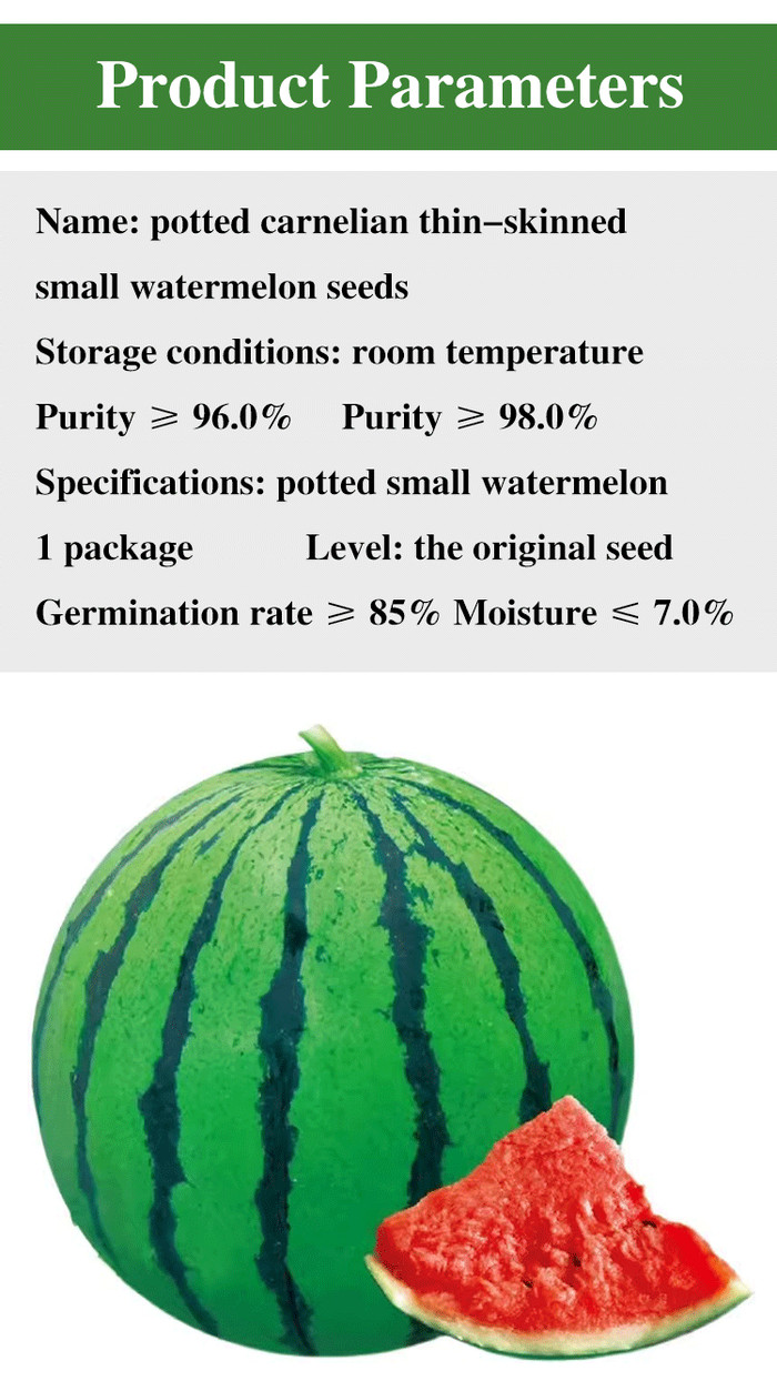 Balcony Potted Fruit Planting Four Seasons Super Sweet Small Watermelon ...