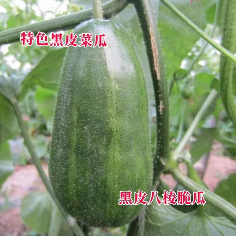Biji tembikai sayur berkulit hitam, monyet berkulit hitam, biji ...