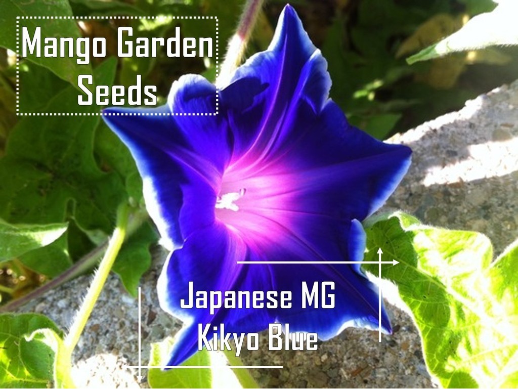 Kikyo Blue Japan Morning Glory Seeds - 2 Seed *Pot Friendly* Tanam Pasu ...