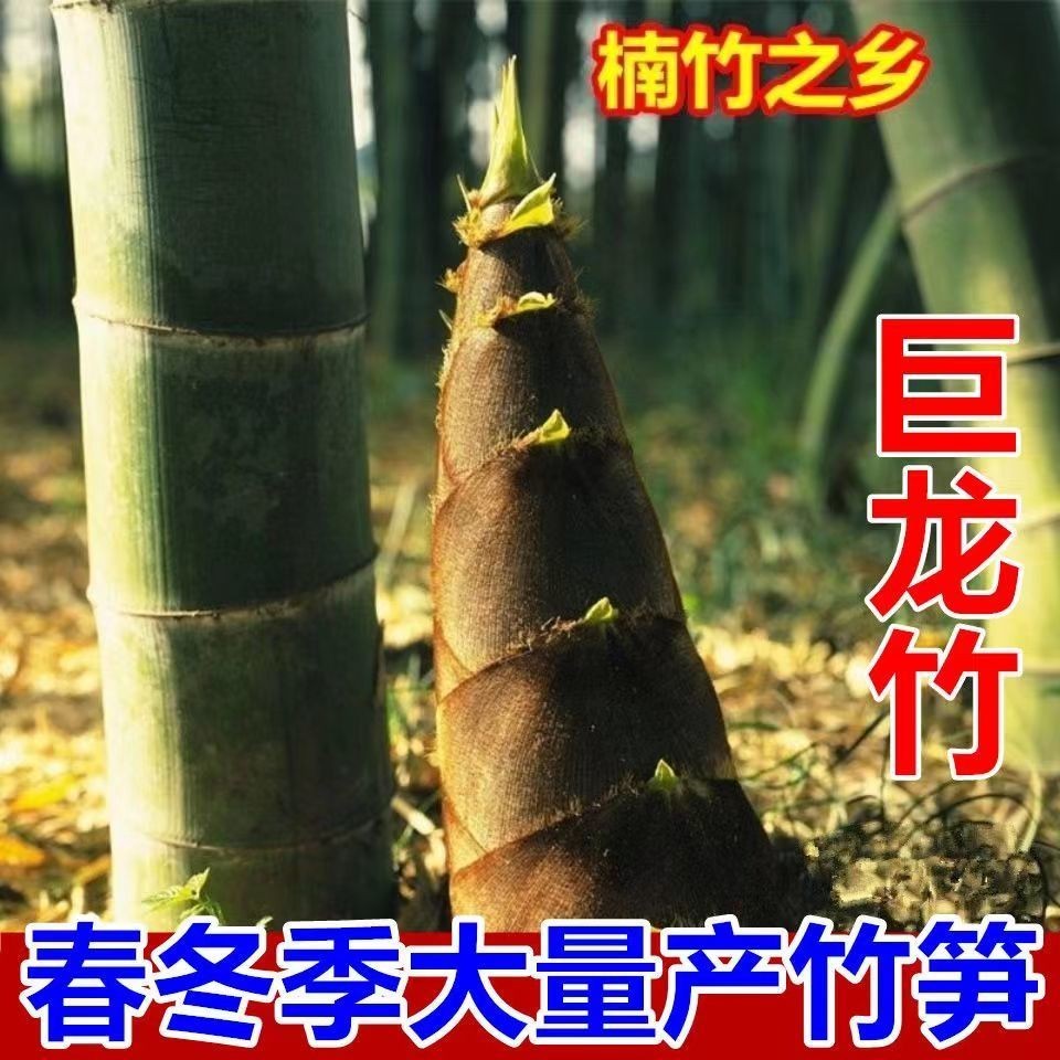 Benih buluh naga gergasi yang besar mudah ditanam anak pokok rebung ...