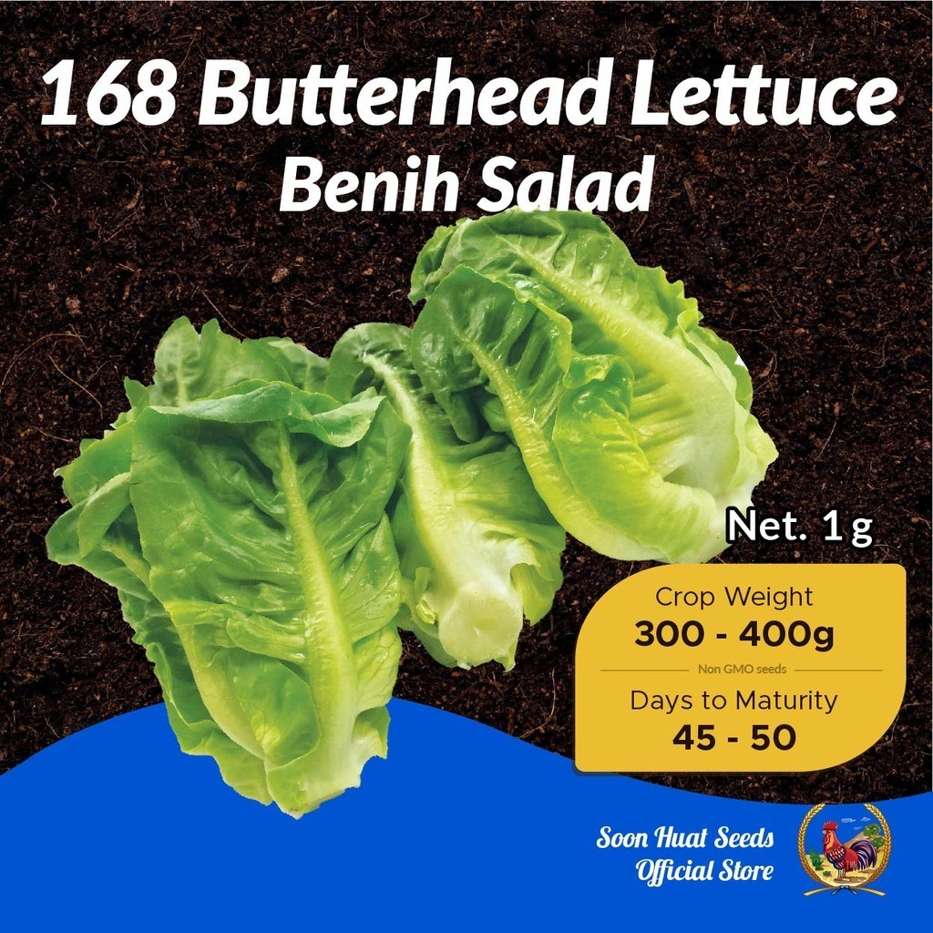 [1g] 168 Benih Salad Baby Butterhead Lettuce Soon Huat Seeds | Shopee ...