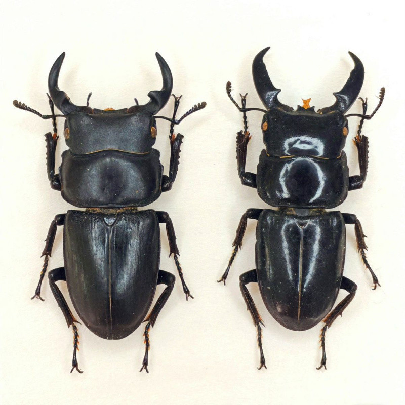 Large Stag Beetle Flat Insect Specimen Wet DIY Production Homework ...