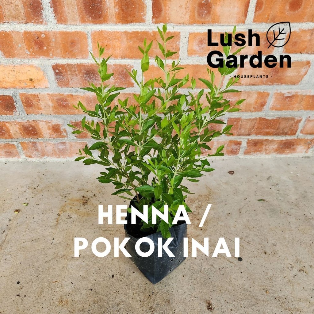 Henna / Pokok Inai / Lawsonia Inermis 散沫花 海娜 Live Plant [Lush Garden ...