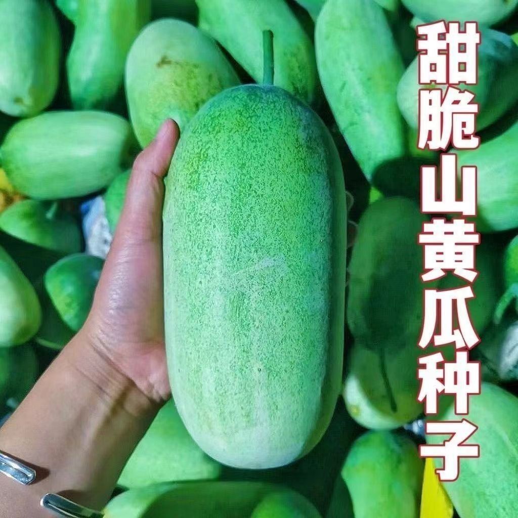 Benih timun gunung Yunnan, varieti berumur empat musim, timun tua ...