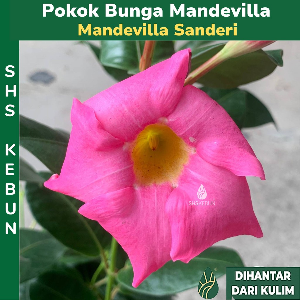Mandevilla Sanderi Dipladenia Pokok Bunga Loceng Pokok Bunga Hidup ...