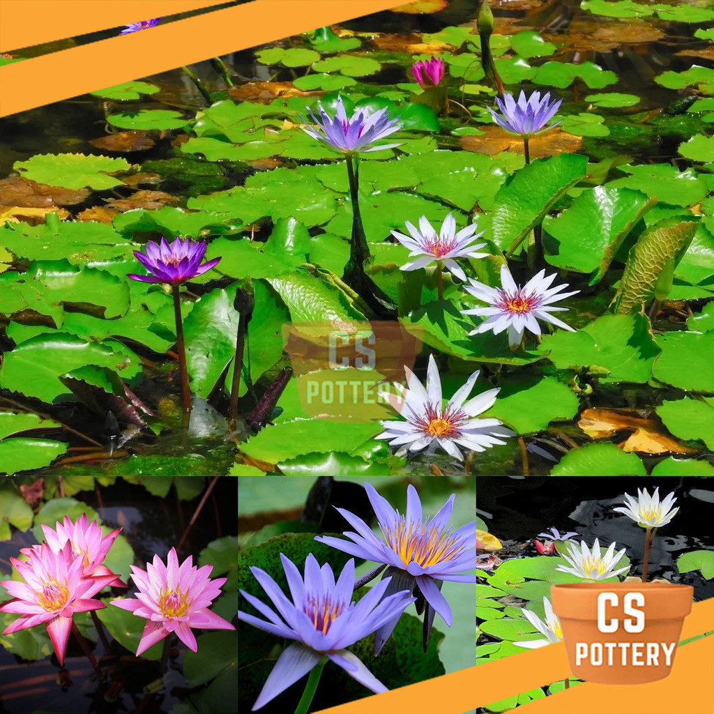 Real Live Plant Water Lily (Single Petal) Without Pot Tropical Waterlily Bunga Teratai Hidup ...