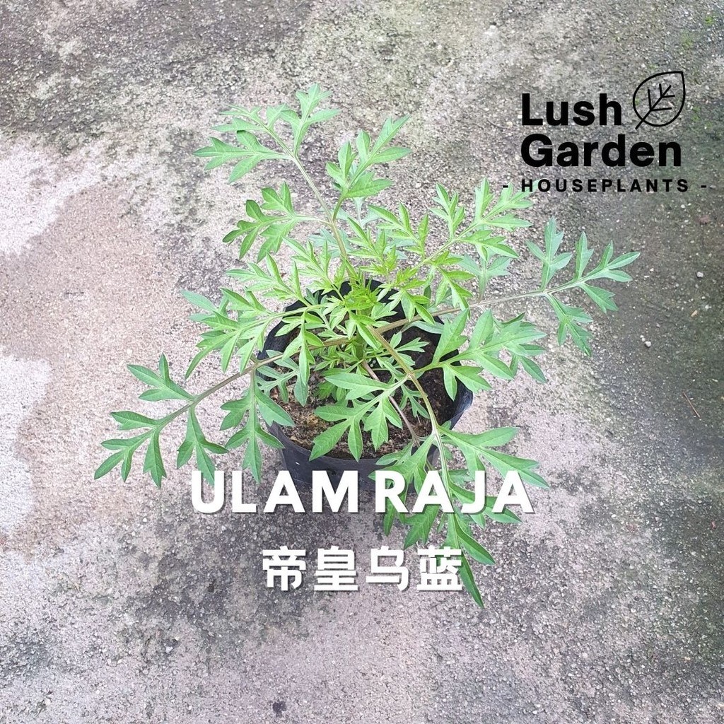 Pokok Ulam Raja/Cosmos Caudatus帝皇乌蓝 Vegetable Herb Live Plant [Lush ...