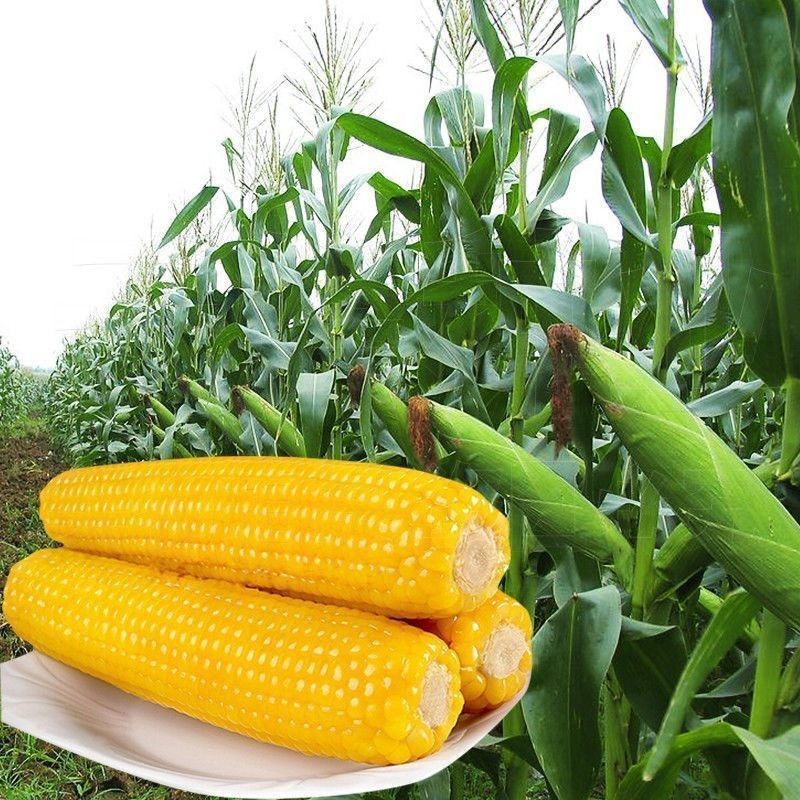 Jagung kayu besar emas, manis dan melekit, biji jagung manis dan ...