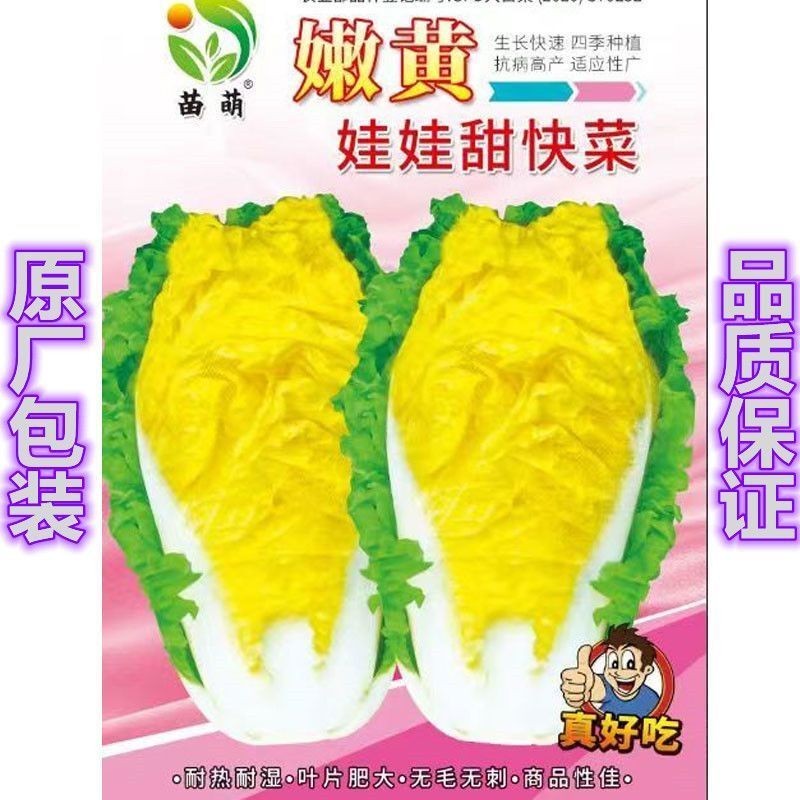 Biji kubis manis bayi kuning lembut tahan panas dan tahan lembapan ...