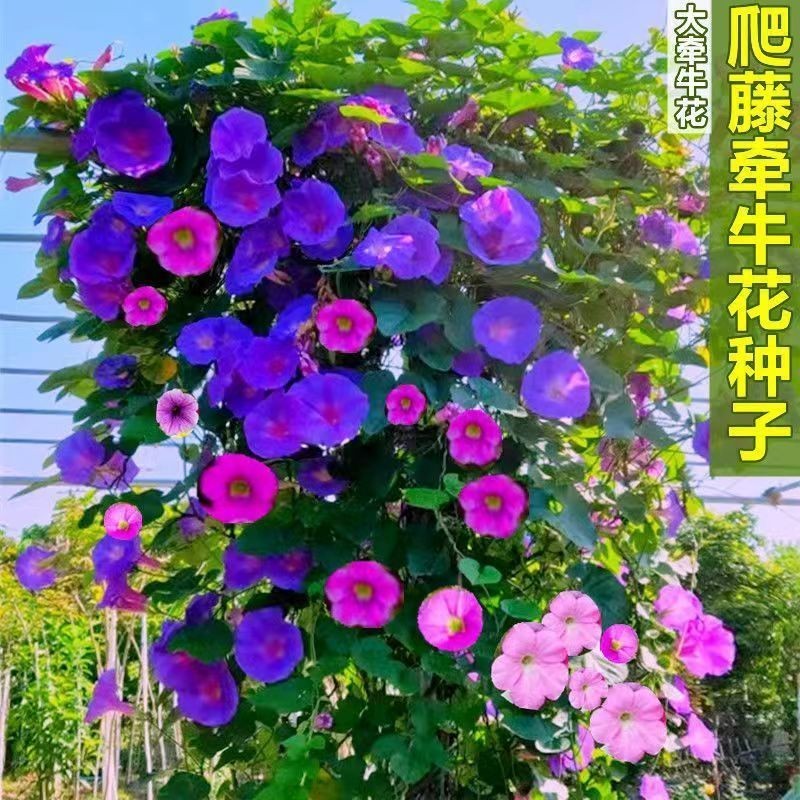 Memanjat benih bunga besar kemuliaan pagi mudah hidup dan tumbuhan pasu ...