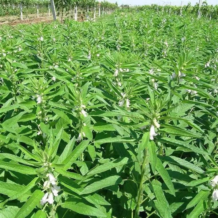 Yuzhi Xueba Bijan Putih Batang Kuning Biji Huangshuo Minyak Tinggi ...