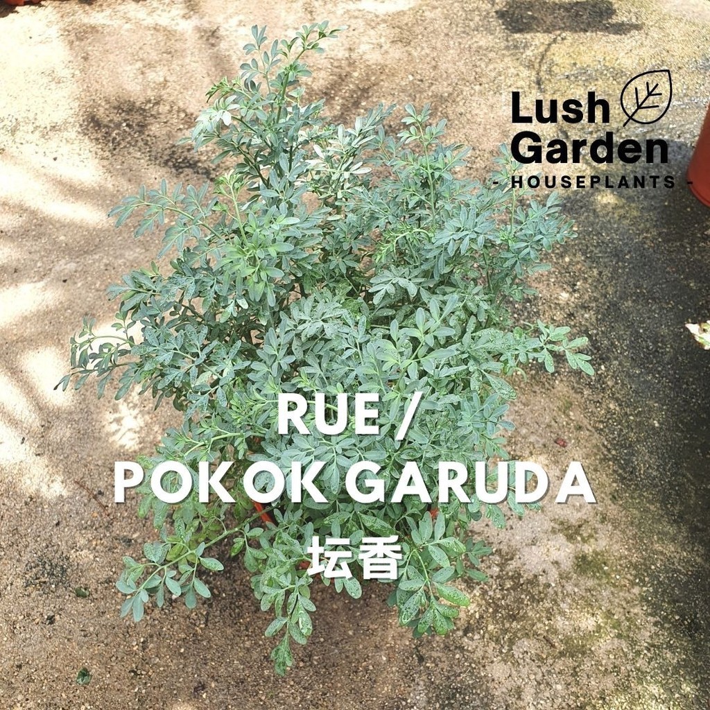 Rue / Ruta / Pokok Garuda /Daun Busuk/ Aruvatham Pachai 芸香 /150mm Pot ...