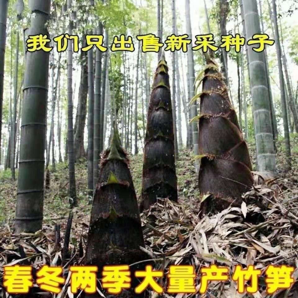 Benih anak benih Nanzhu berskala besar mudah ditanam, anak pokok buluh ...