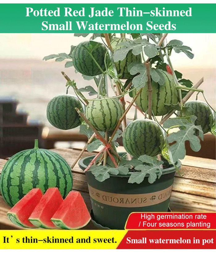 Balcony Potted Fruit Planting Four Seasons Super Sweet Small Watermelon ...