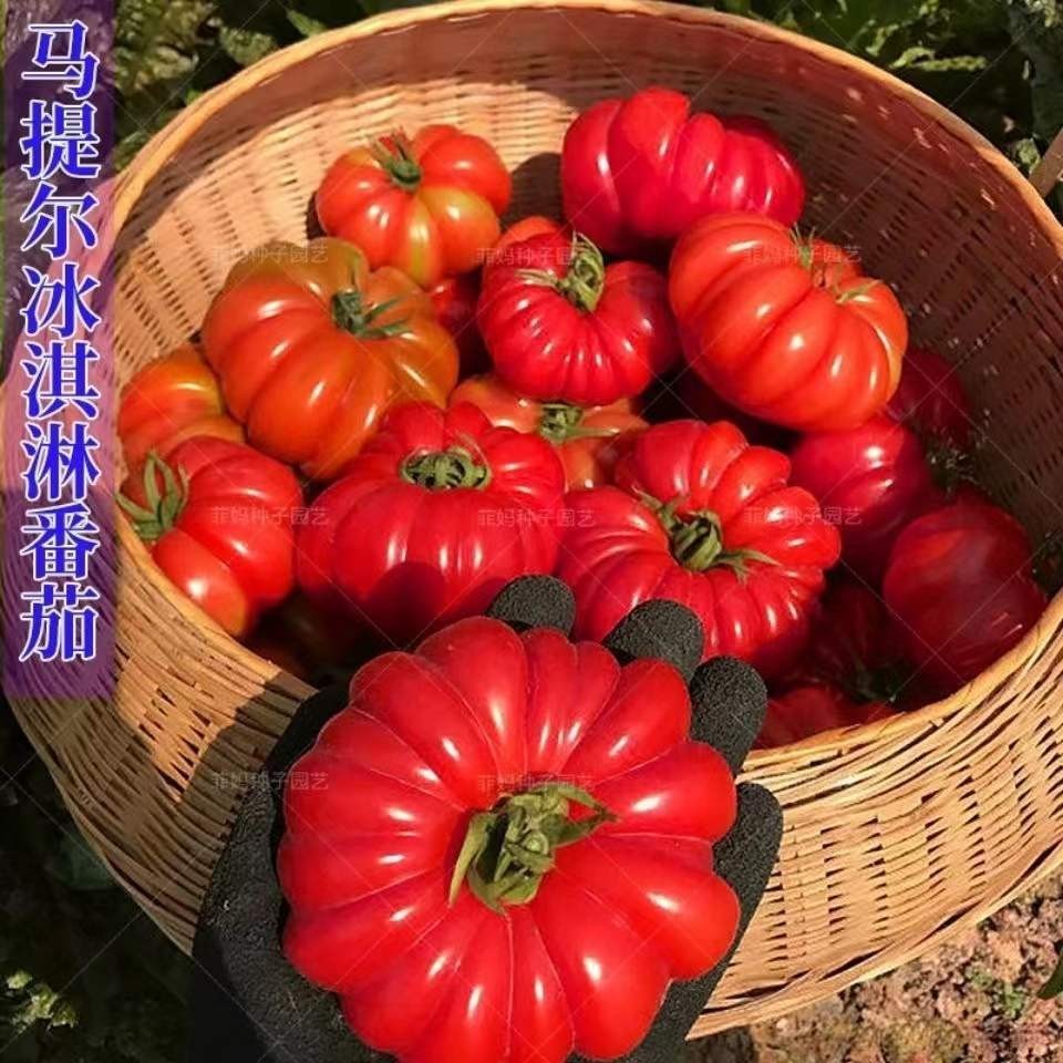 Ais Krim Martier Biji Tomato Buah Besar Biji Tomato Ladam Ladam ...