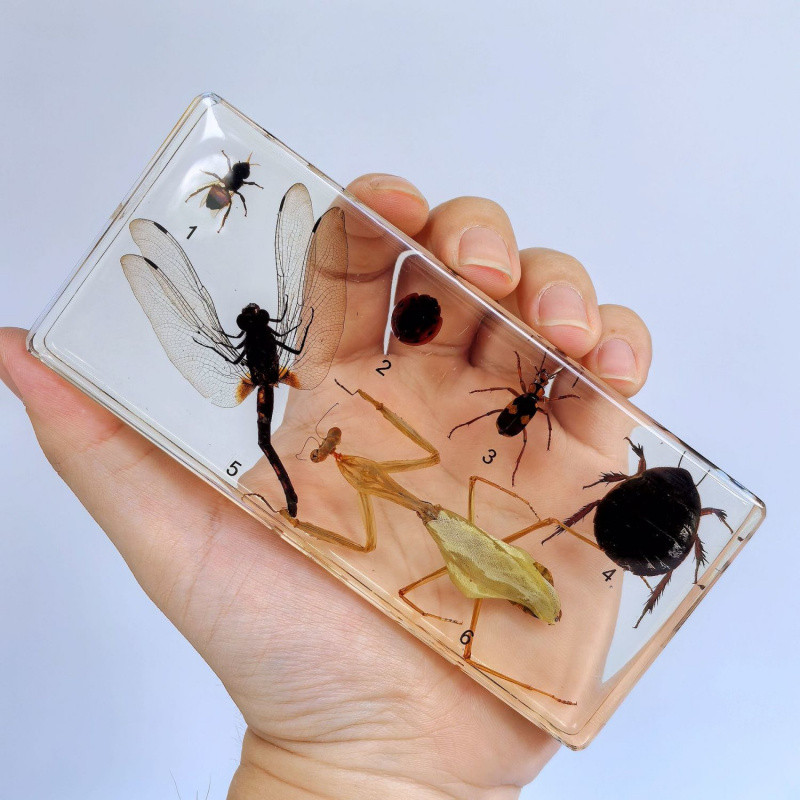 Educational Transparent Resin Insect Specimens Life Cycle Plant Growth ...