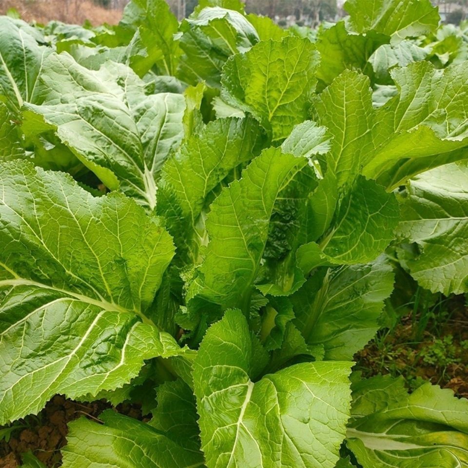 Biji sawi manis, biji sawi manis, biji sawi besar, tuaian berganda ...