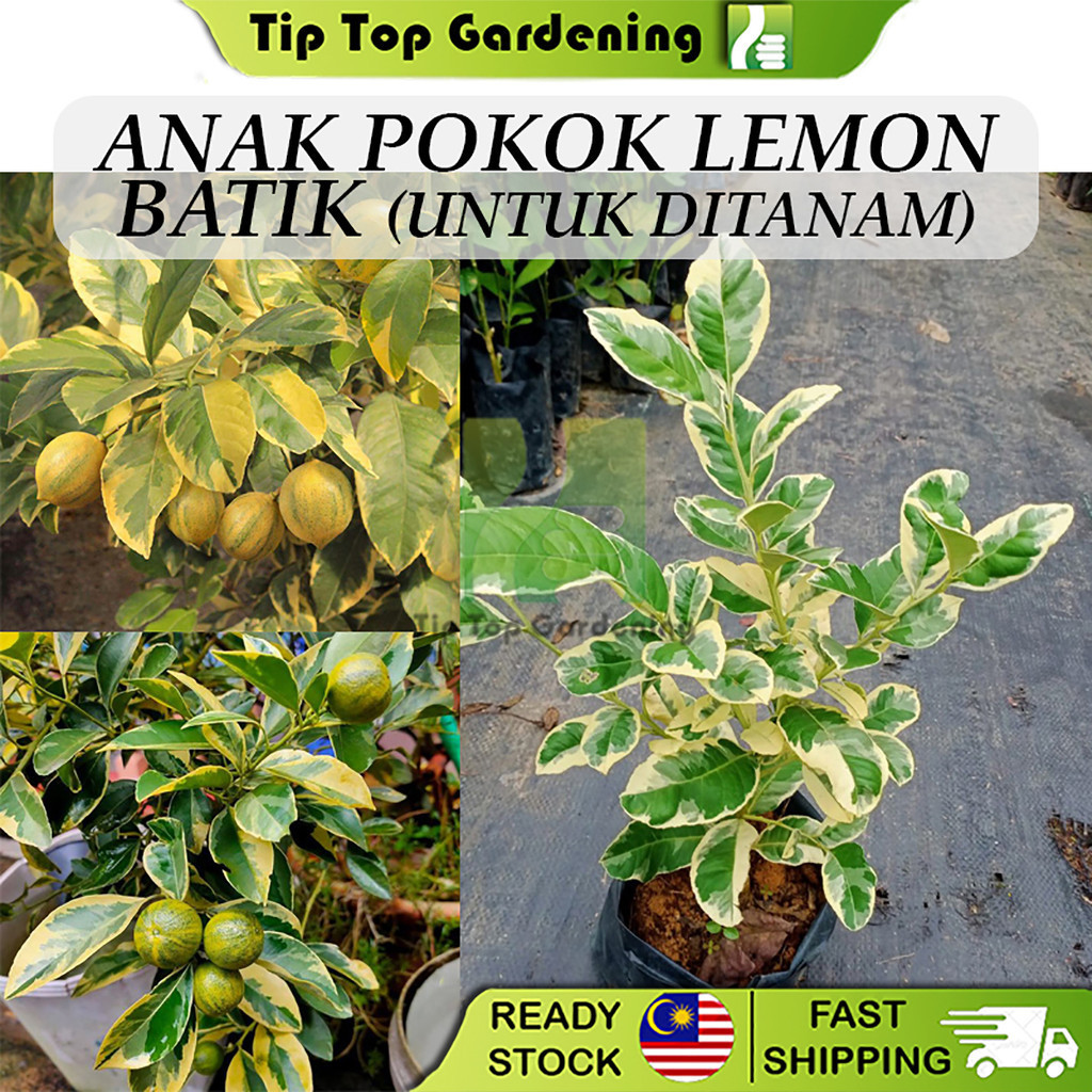 Anak Pokok Lemon Batik Untuk Ditanam Pokok Hidup Real Live Plant ...
