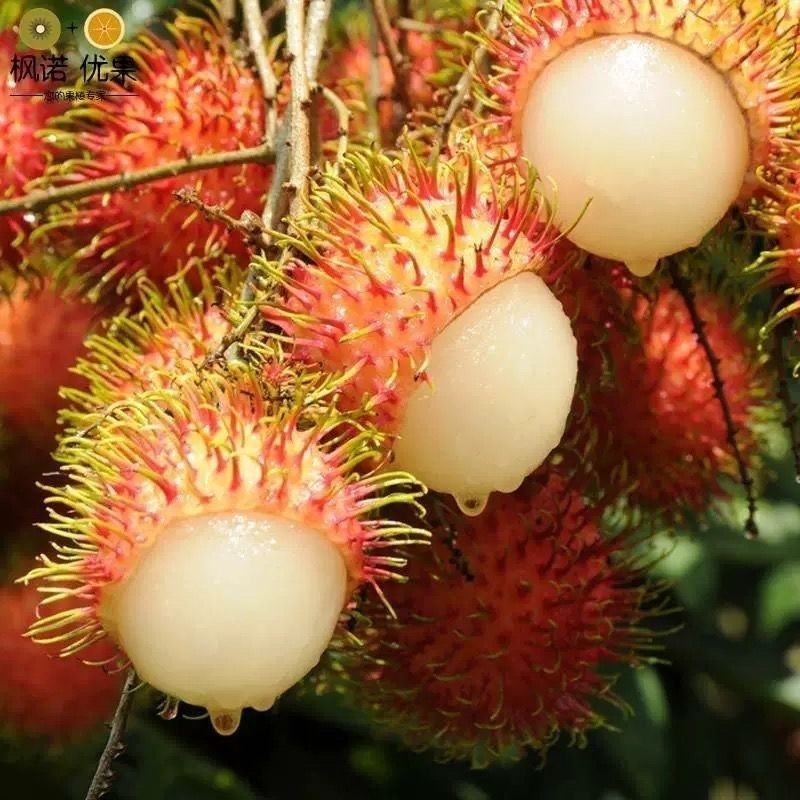 Benih rambutan disemai pada semua musim untuk penanaman taman dalam ...