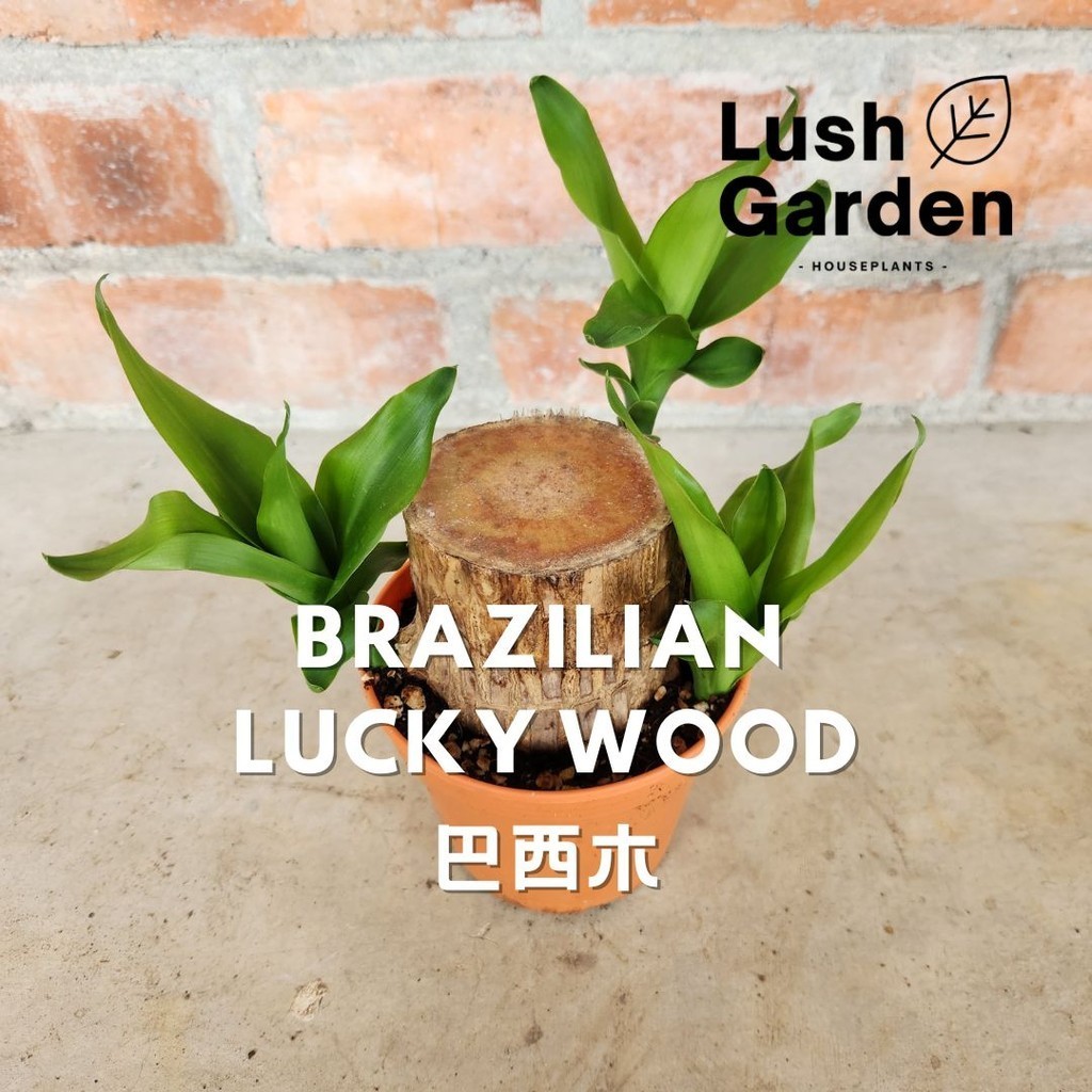 Brazilian Lucky Wood / Dracaena 铁树头 / 巴西木 / 幸运木 105mm Pot Indoor Live ...
