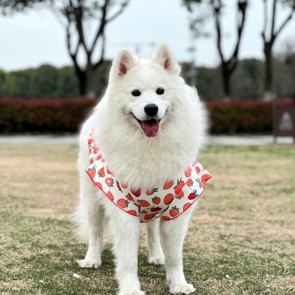Strawberry print Large Dog Skirt Labrador Clothes | Shopee Malaysia